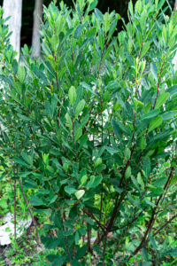 Myrica gale – Native Gardens of Blue Hill