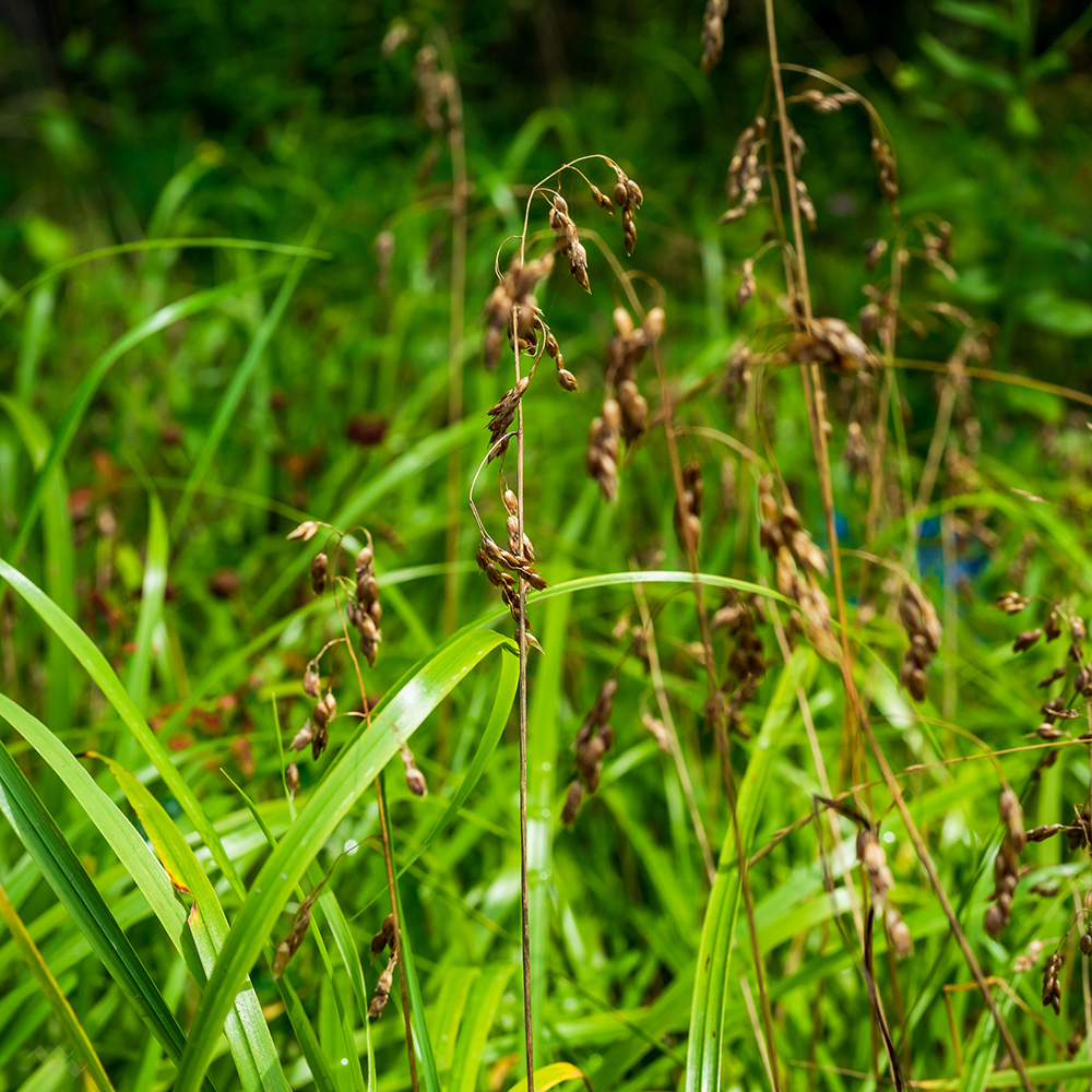 Anthoxanthum nitens – Native Gardens of Blue Hill
