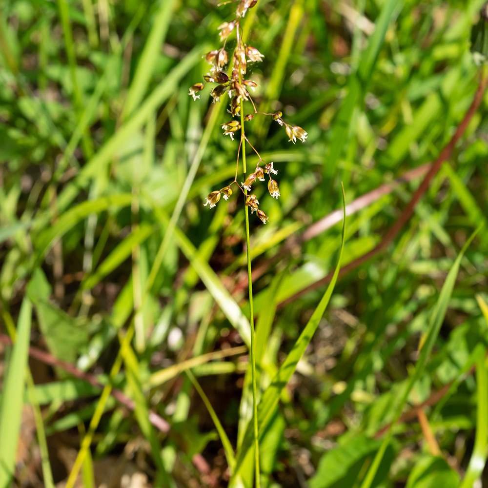 Anthoxanthum nitens – Native Gardens of Blue Hill