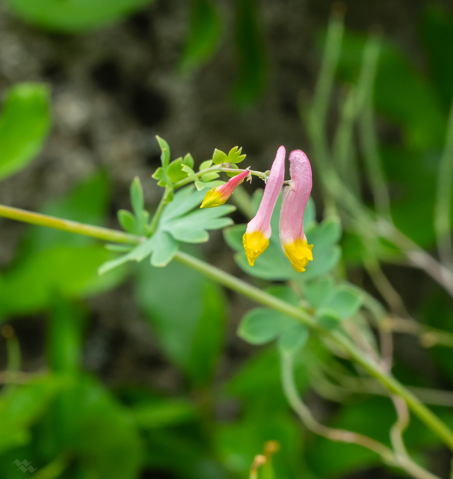 Capnoides sempervirens – Native Gardens of Blue Hill