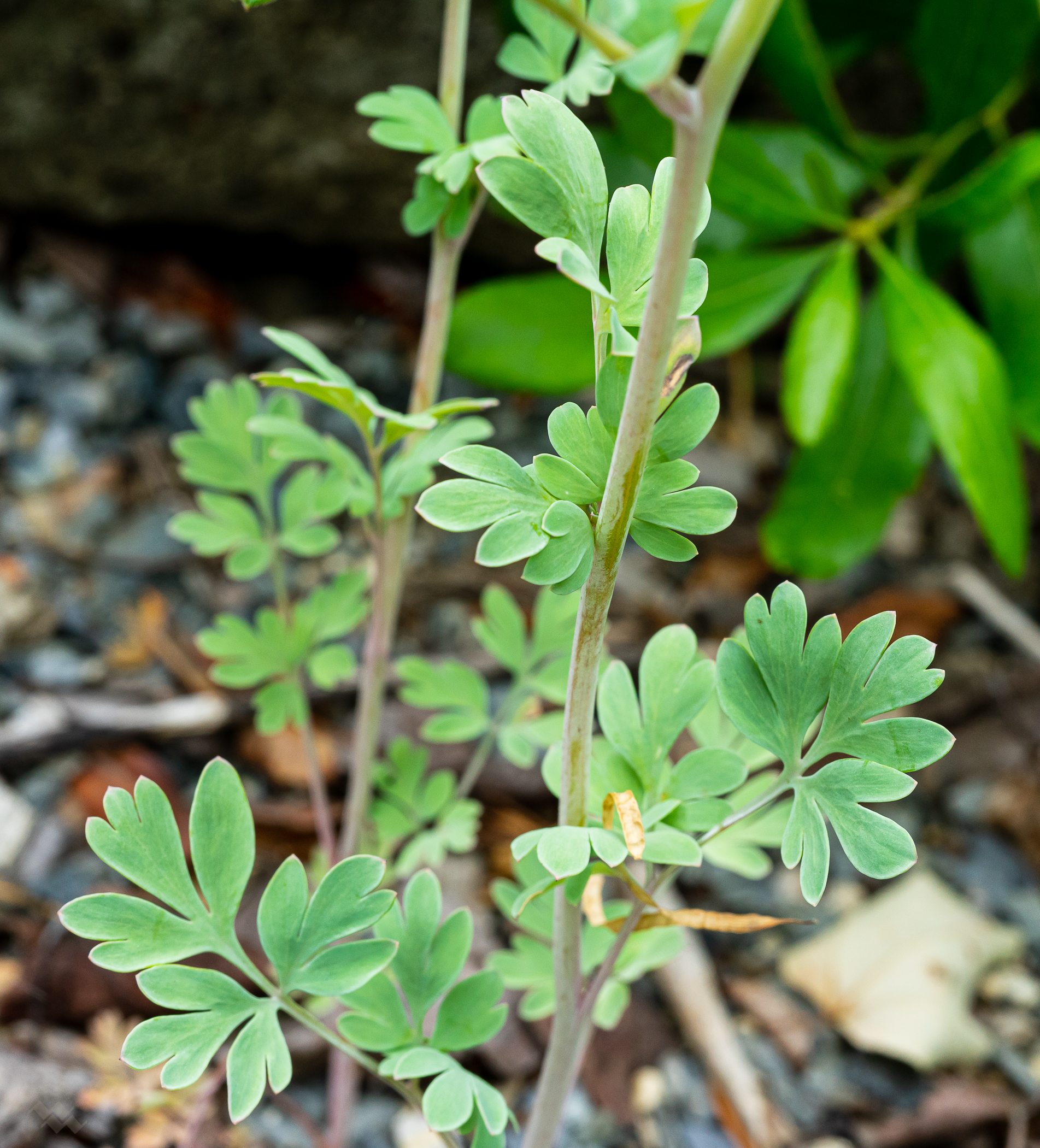 Capnoides sempervirens – Native Gardens of Blue Hill