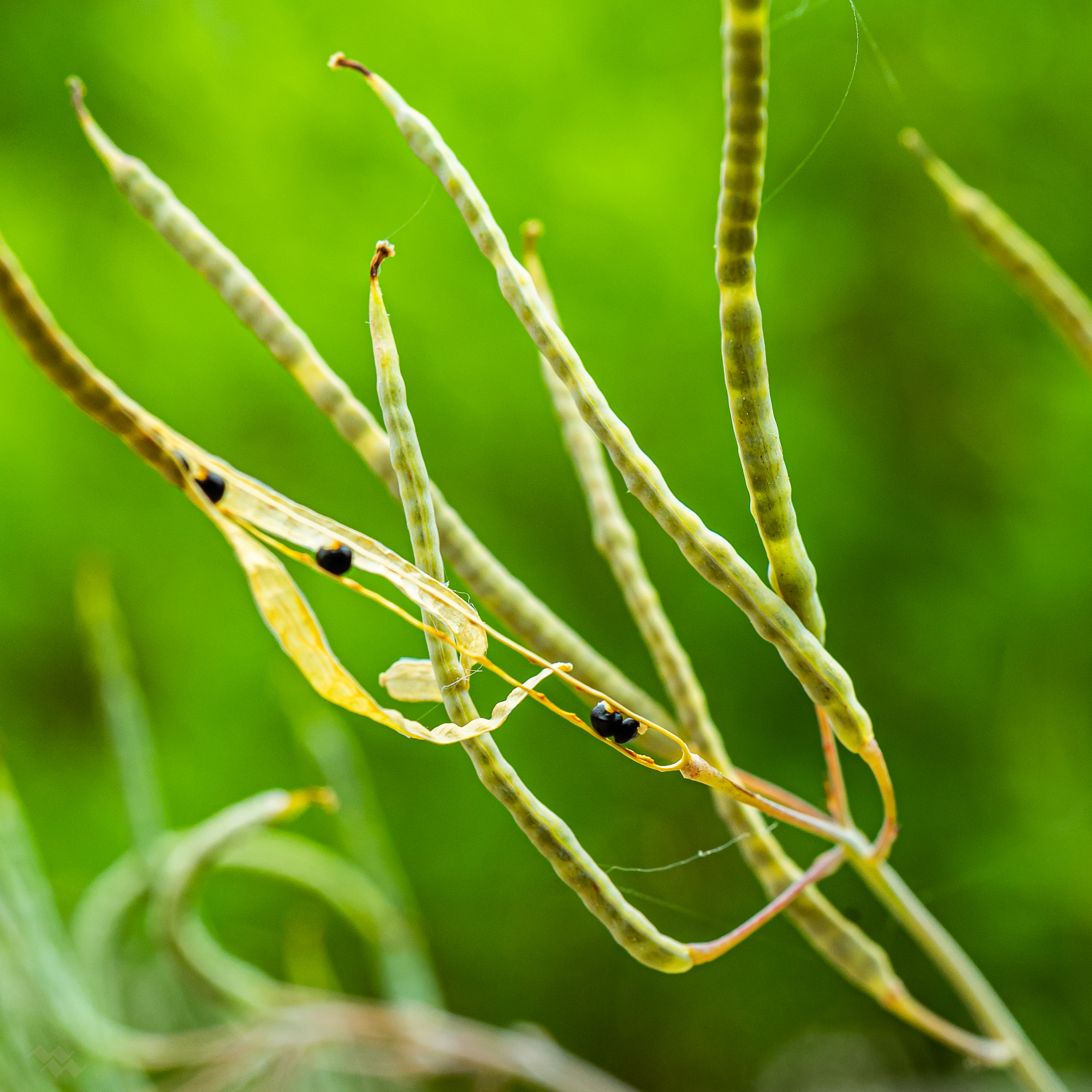 Capnoides sempervirens – Native Gardens of Blue Hill
