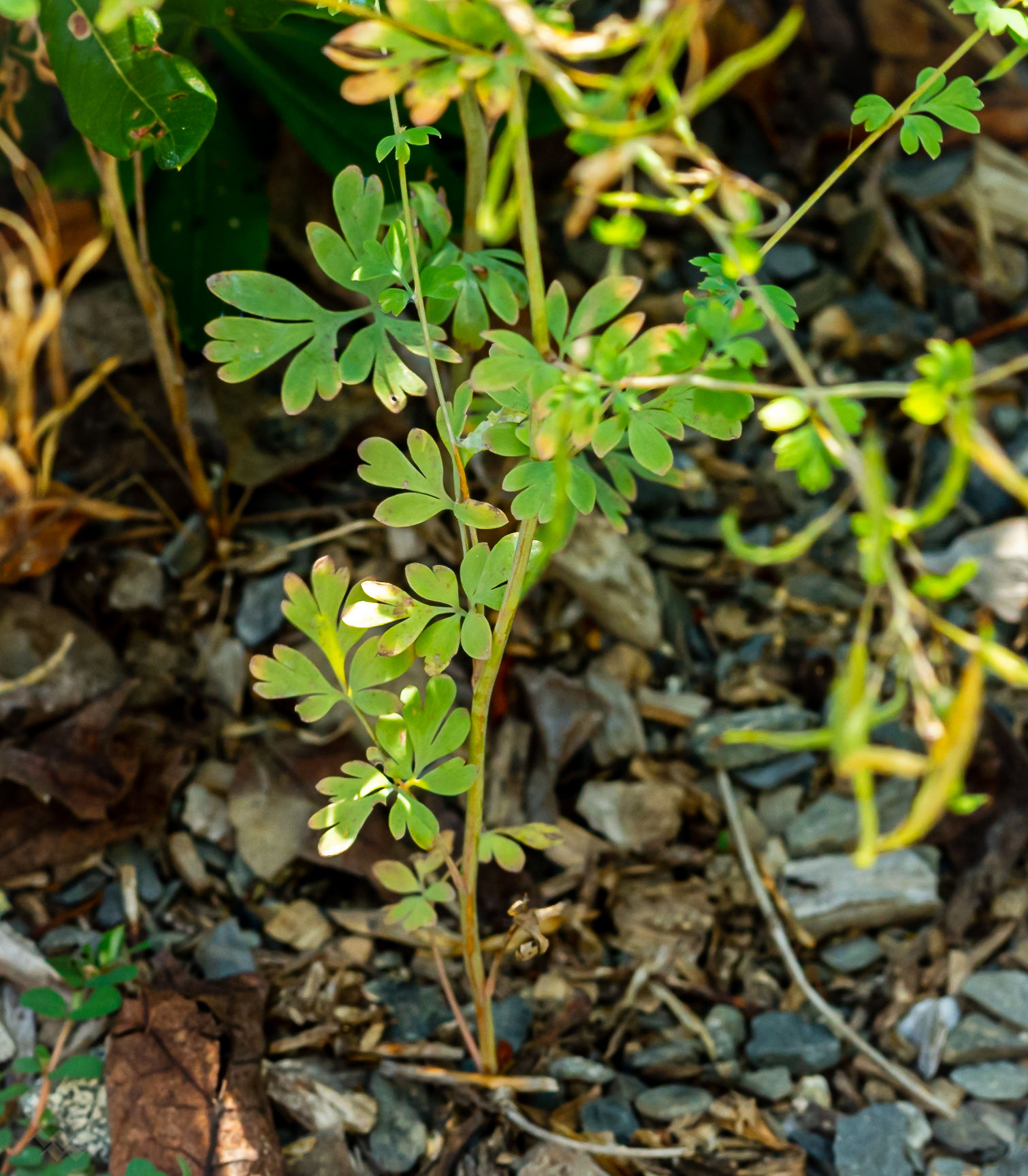 Capnoides sempervirens – Native Gardens of Blue Hill