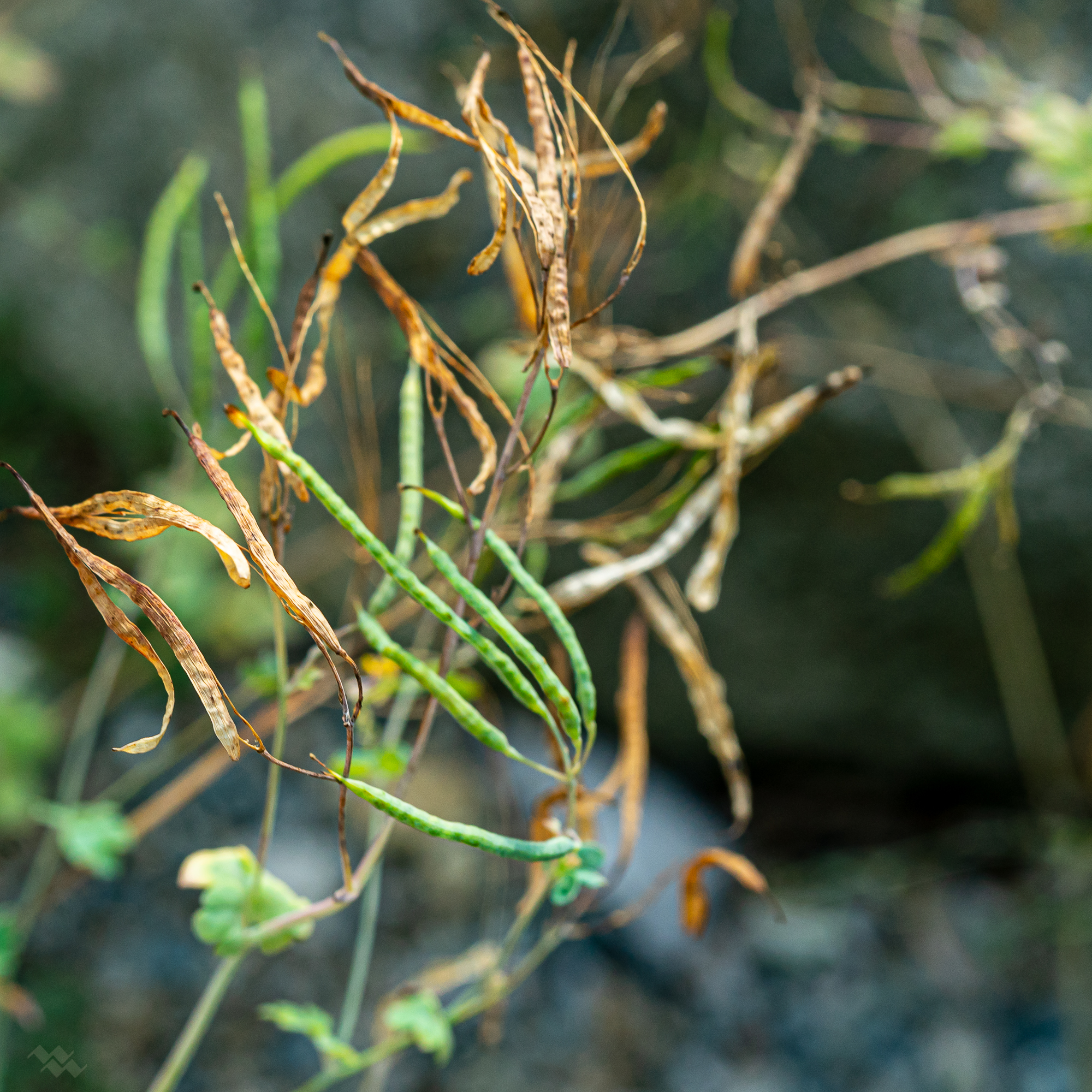 Capnoides sempervirens – Native Gardens of Blue Hill