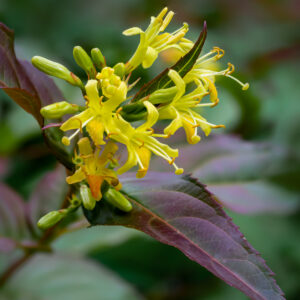 Diervilla lonicera – Native Gardens of Blue Hill
