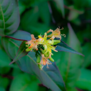 Diervilla lonicera – Native Gardens of Blue Hill