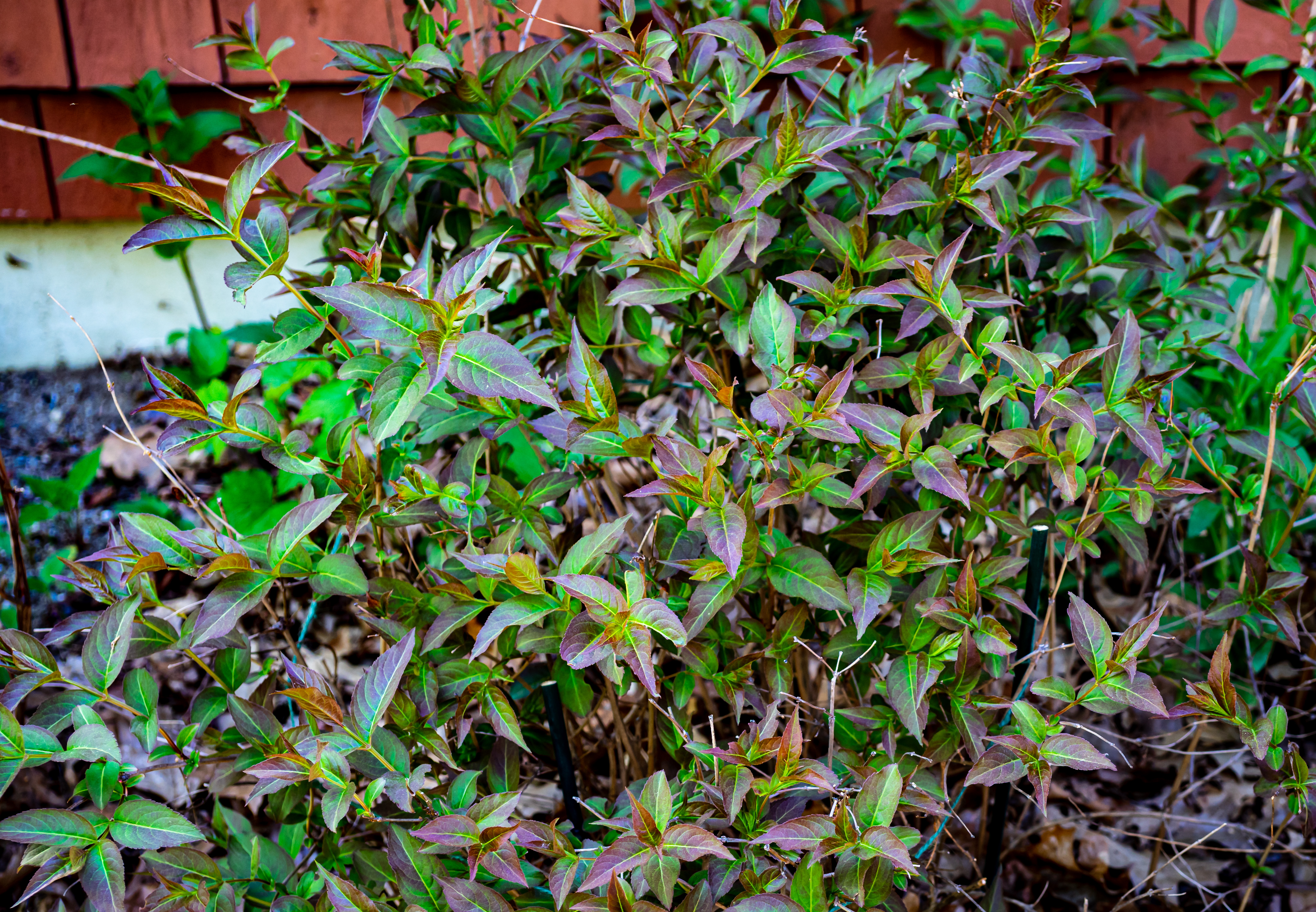 Diervilla lonicera – Native Gardens of Blue Hill