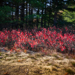 Gaylussacia baccata – Native Gardens of Blue Hill