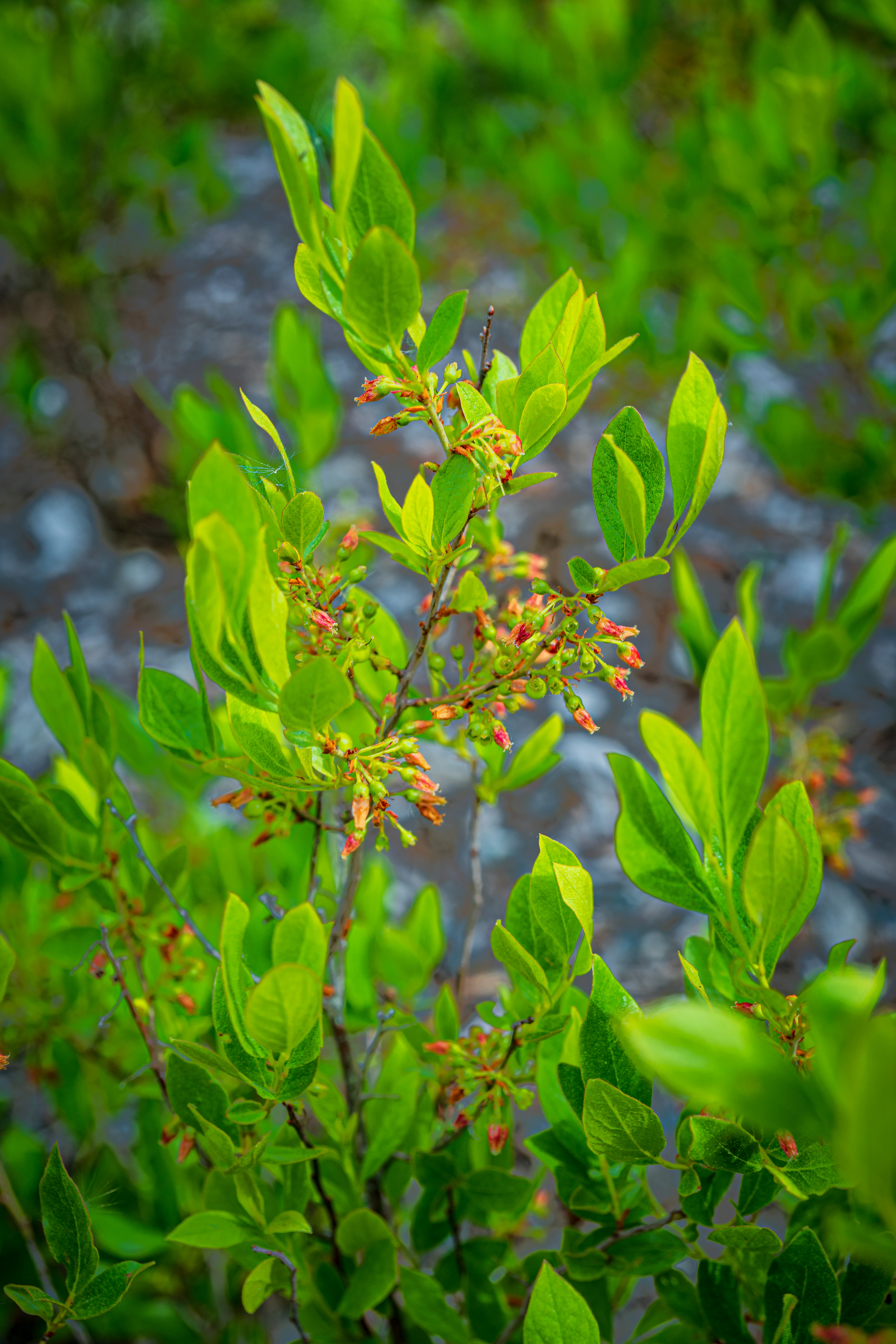 Gaylussacia baccata – Native Gardens of Blue Hill