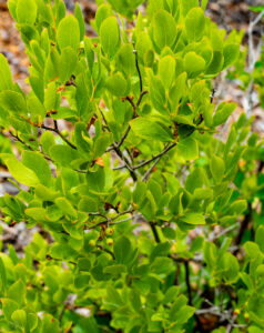 Gaylussacia baccata – Native Gardens of Blue Hill