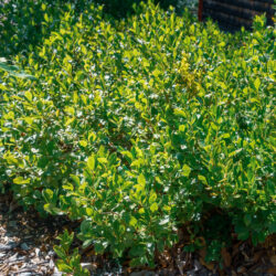 Gaylussacia baccata – Native Gardens of Blue Hill