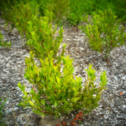 Gaylussacia baccata – Native Gardens of Blue Hill