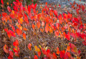 Gaylussacia baccata – Native Gardens of Blue Hill