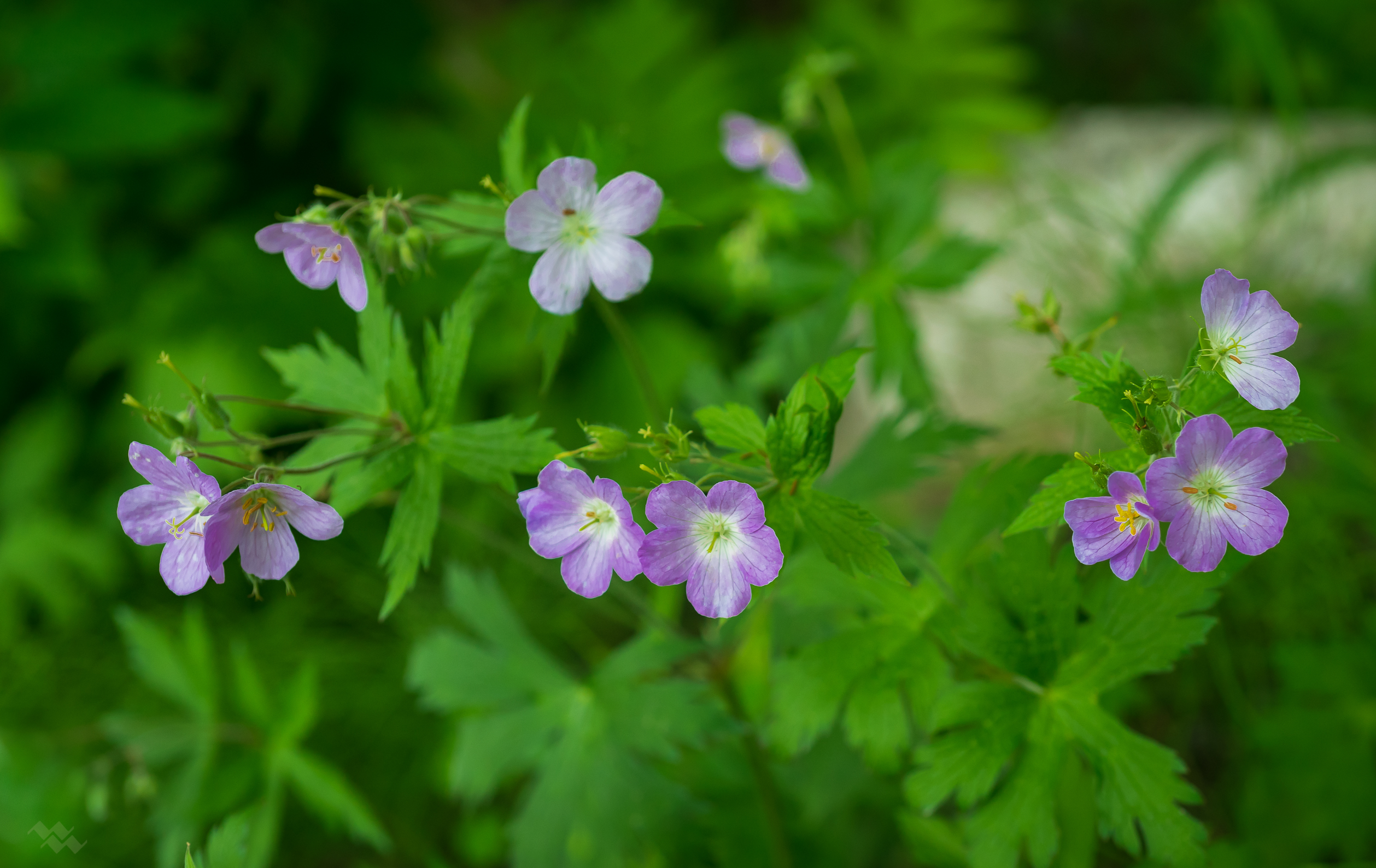 Geranium maculatum – Native Gardens of Blue Hill