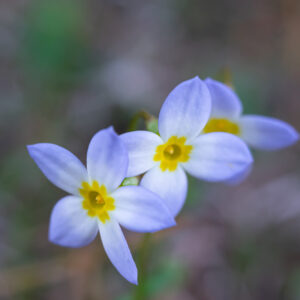 Houstonia caerulea – Native Gardens of Blue Hill