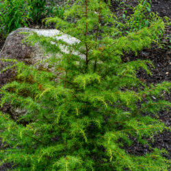 Juniperus communis – Native Gardens of Blue Hill