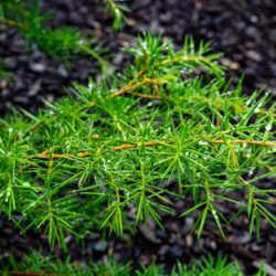 Juniperus communis – Native Gardens of Blue Hill