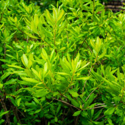 Morella caroliniensis – Native Gardens of Blue Hill