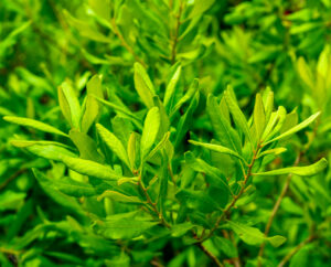 Morella caroliniensis – Native Gardens of Blue Hill