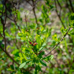Myrica gale – Native Gardens of Blue Hill