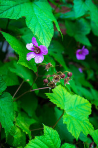 Rubus odoratus – Native Gardens of Blue Hill