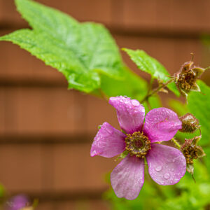 Rubus odoratus – Native Gardens of Blue Hill