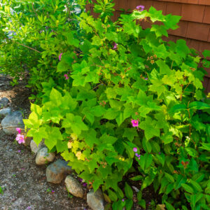 Rubus odoratus – Native Gardens of Blue Hill