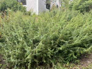 Juniperus communis – Native Gardens of Blue Hill