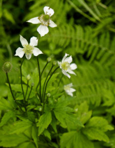 Anemone virginiana – Native Gardens of Blue Hill