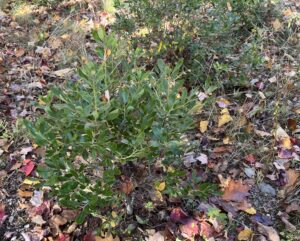 Ilex glabra – Native Gardens of Blue Hill