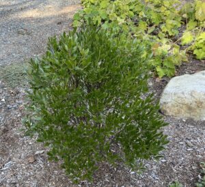 Ilex glabra – Native Gardens of Blue Hill