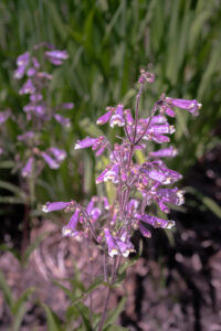 Penstemon hirsutus – Native Gardens of Blue Hill
