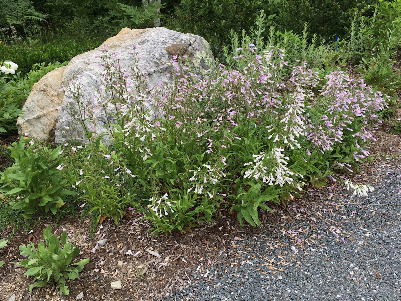 Penstemon hirsutus – Native Gardens of Blue Hill