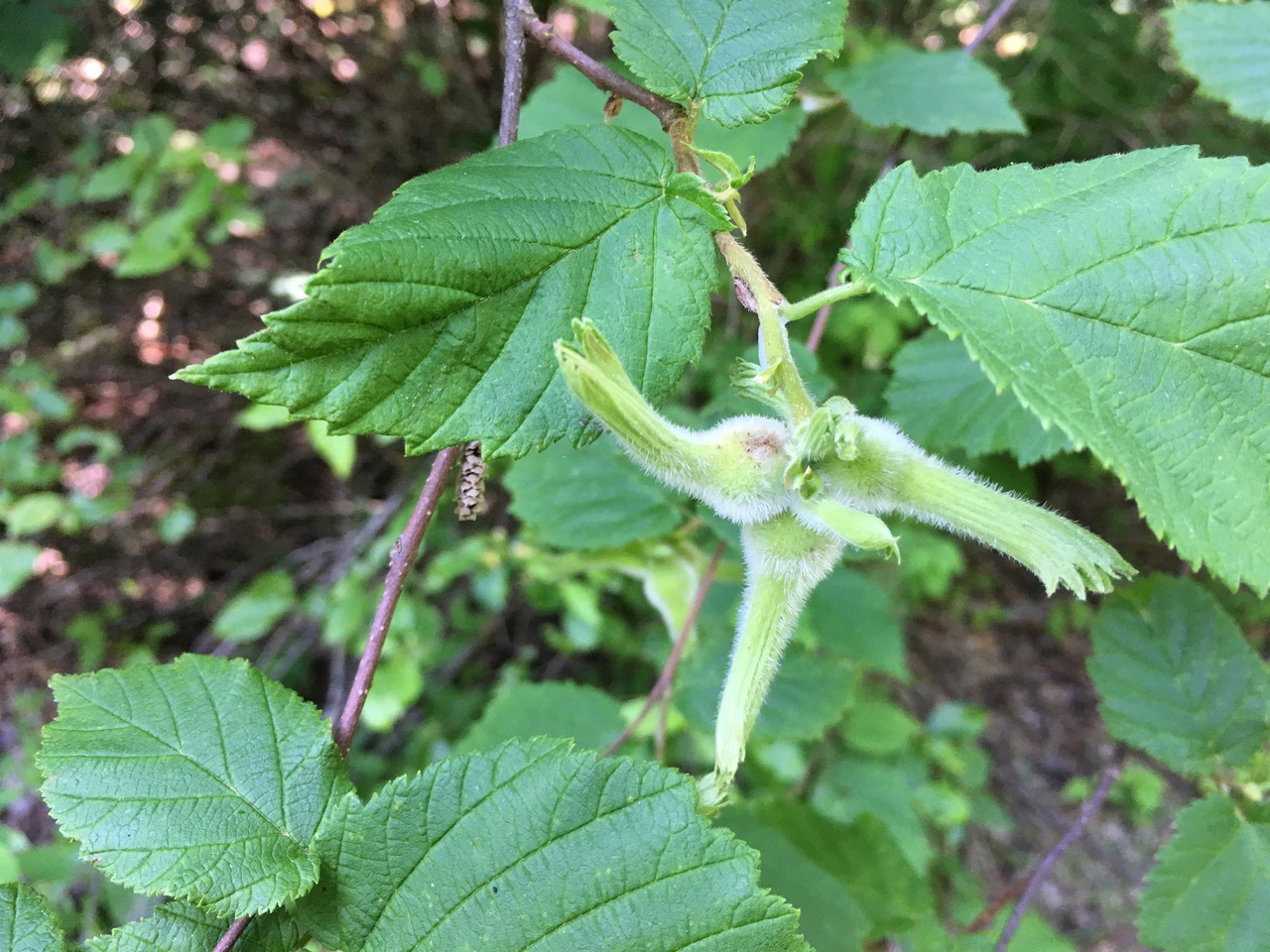 Corylus cornuta – Native Gardens of Blue Hill