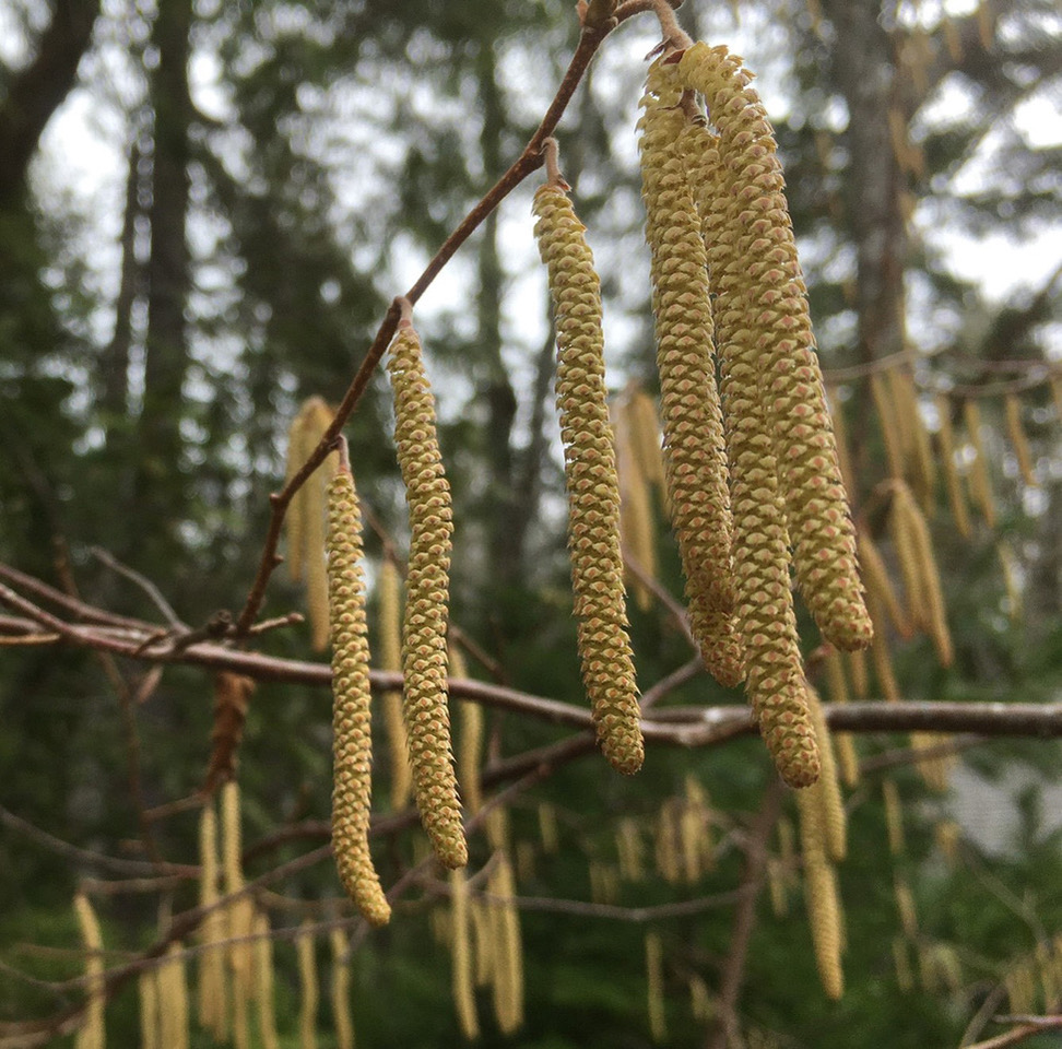 Corylus cornuta – Native Gardens of Blue Hill