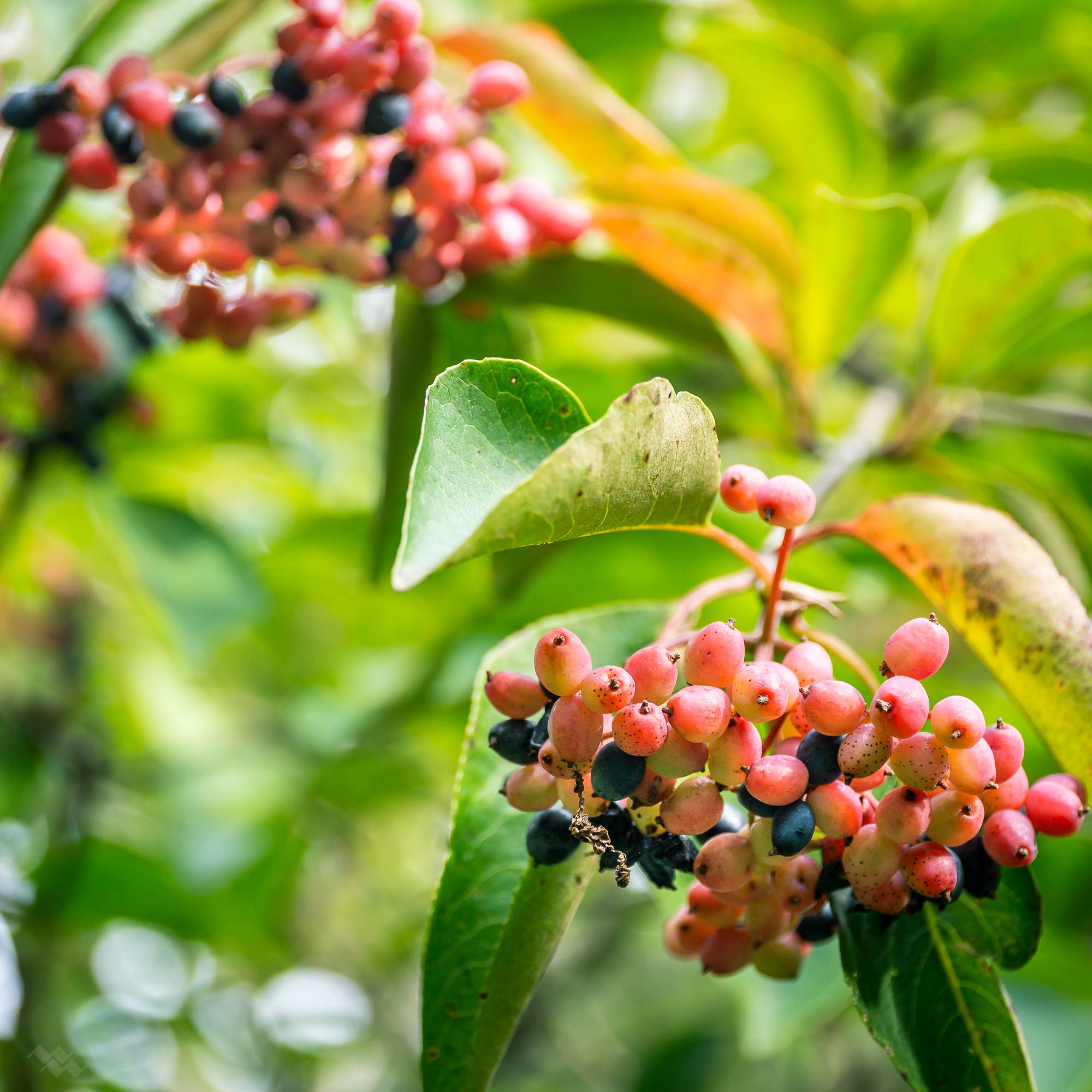 Viburnum nudum v. cassinoides – Native Gardens of Blue Hill