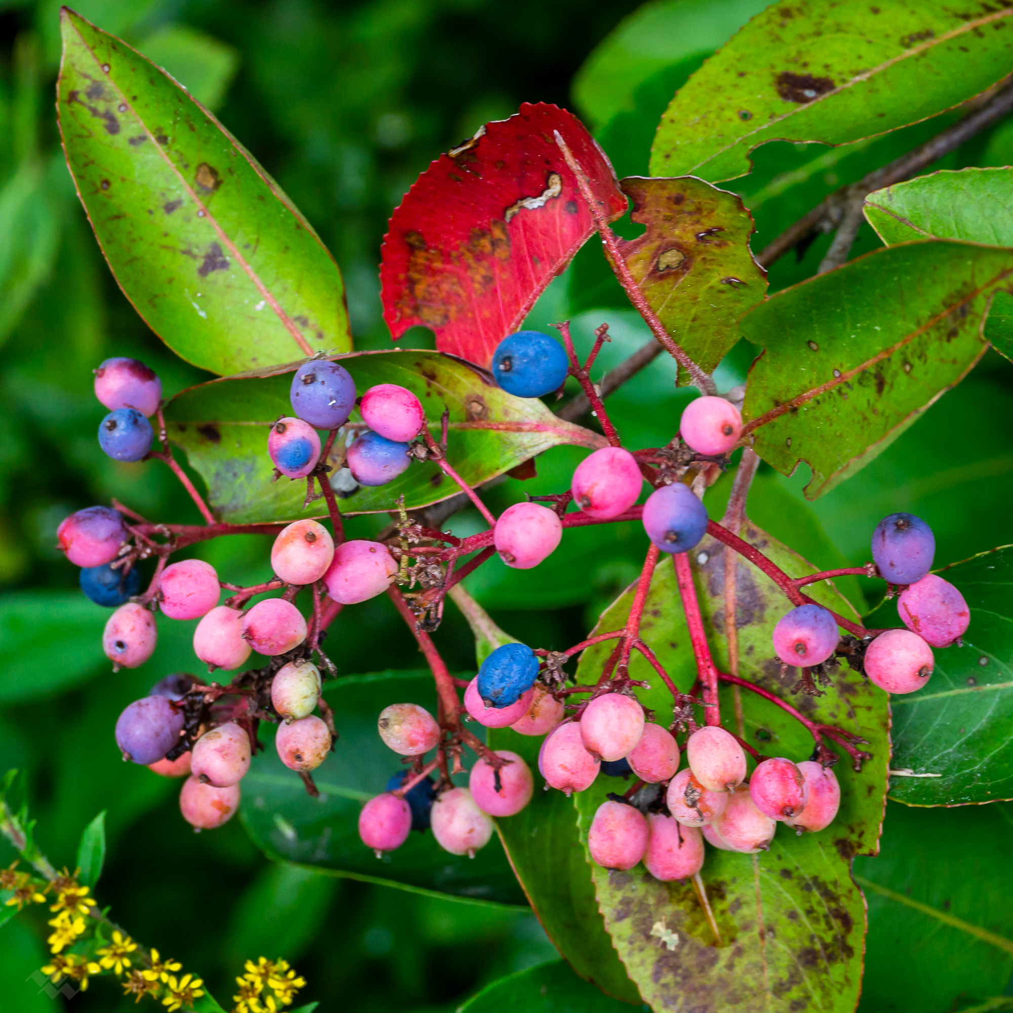 Viburnum nudum v. cassinoides – Native Gardens of Blue Hill